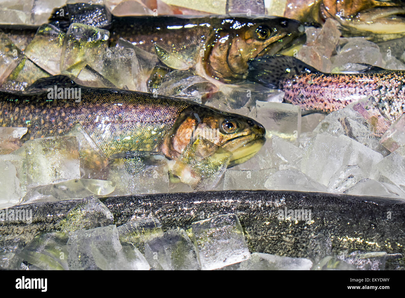 Fish on ice seen on a market Stock Photo - Alamy