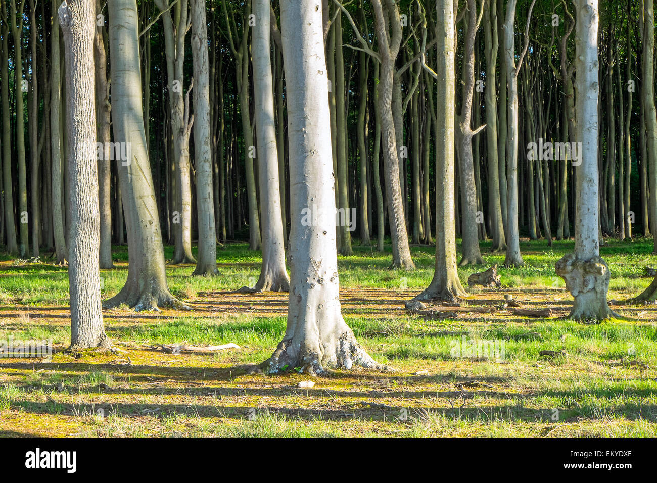 A background from some beech tree trunks Stock Photo - Alamy