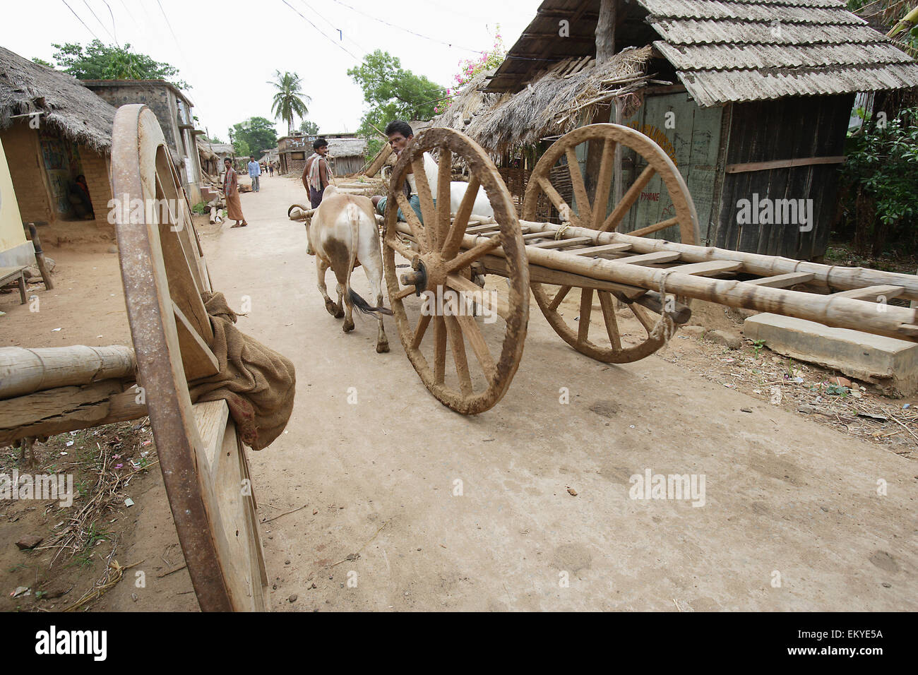 Buffalo cart on a village road; Ratapata Village, Badamba, India Stock ...