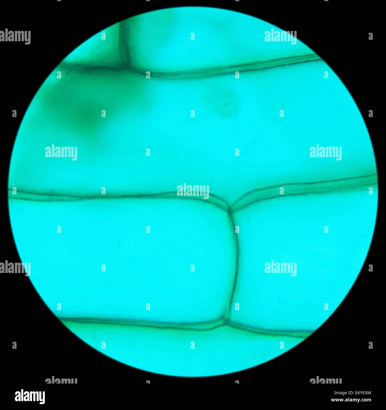 Flagellate hi-res stock photography and images - Alamy