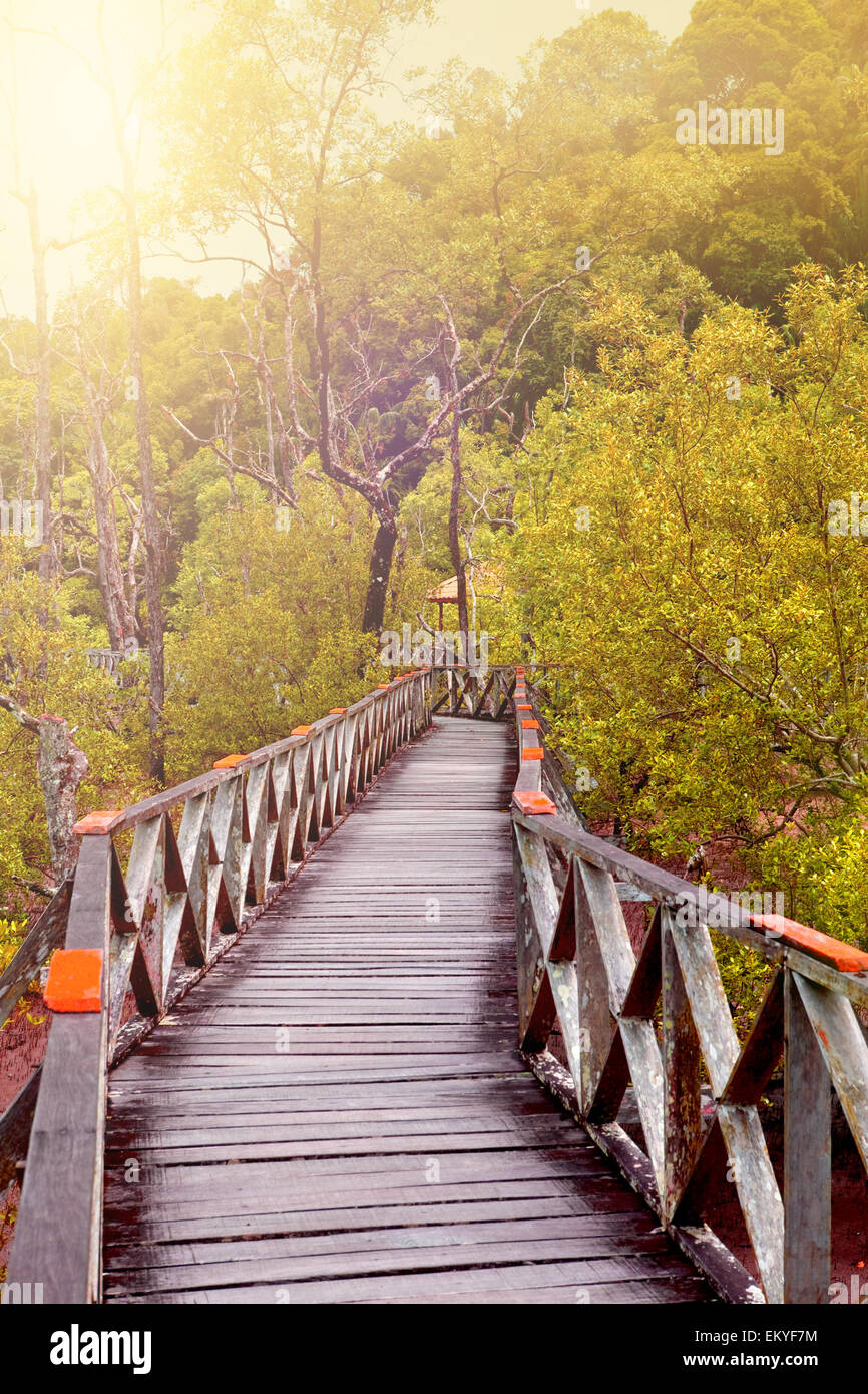 Beautiful forest with wooden walkways and rivers with the evening sun ...