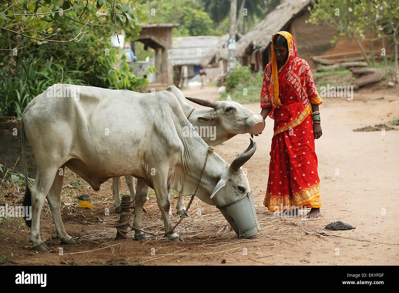 Indian Women And Cows Stock Photos & Indian Women And Cows Stock Images ...