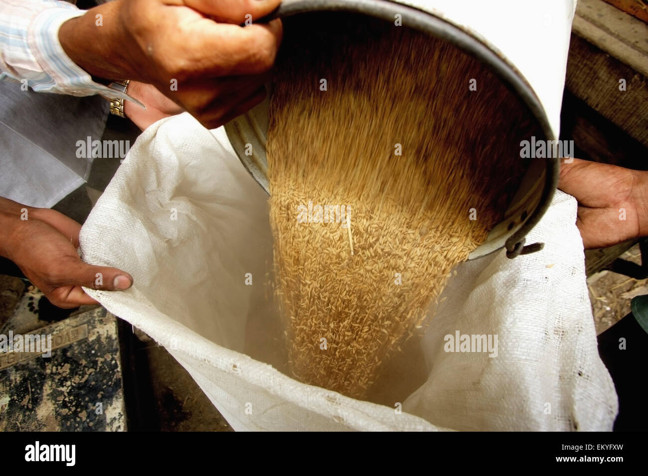 Rice being poured into a sack at the market; Takom Village, Battambank ...