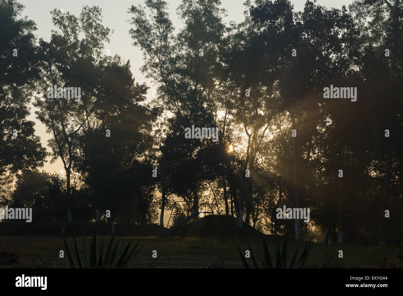 sunrise through tree tops Stock Photo - Alamy
