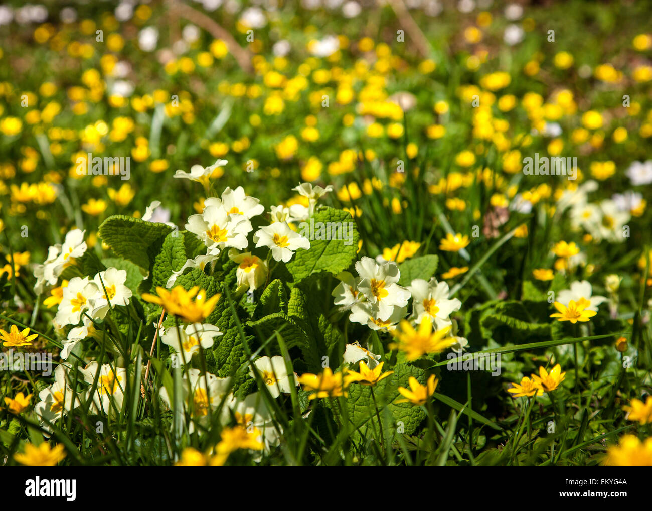 Wild primrose uk hi-res stock photography and images - Alamy
