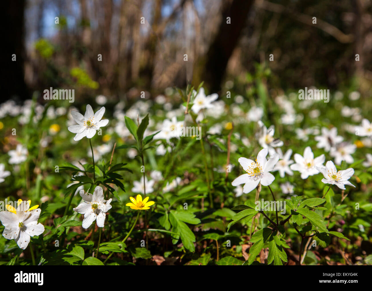 Spring time woodland wild flowers Stock Photo - Alamy