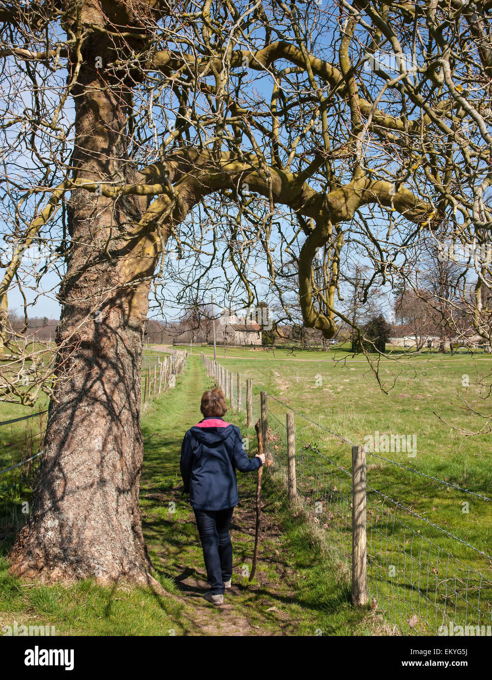 Mature lady walking in Countryside in sunshine Stock Photo - Alamy