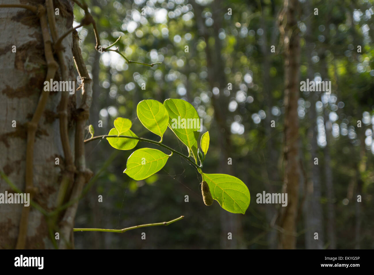 sunlight passing through leaves Stock Photo - Alamy sunlight passing through leaves Stock Photo - Alamy