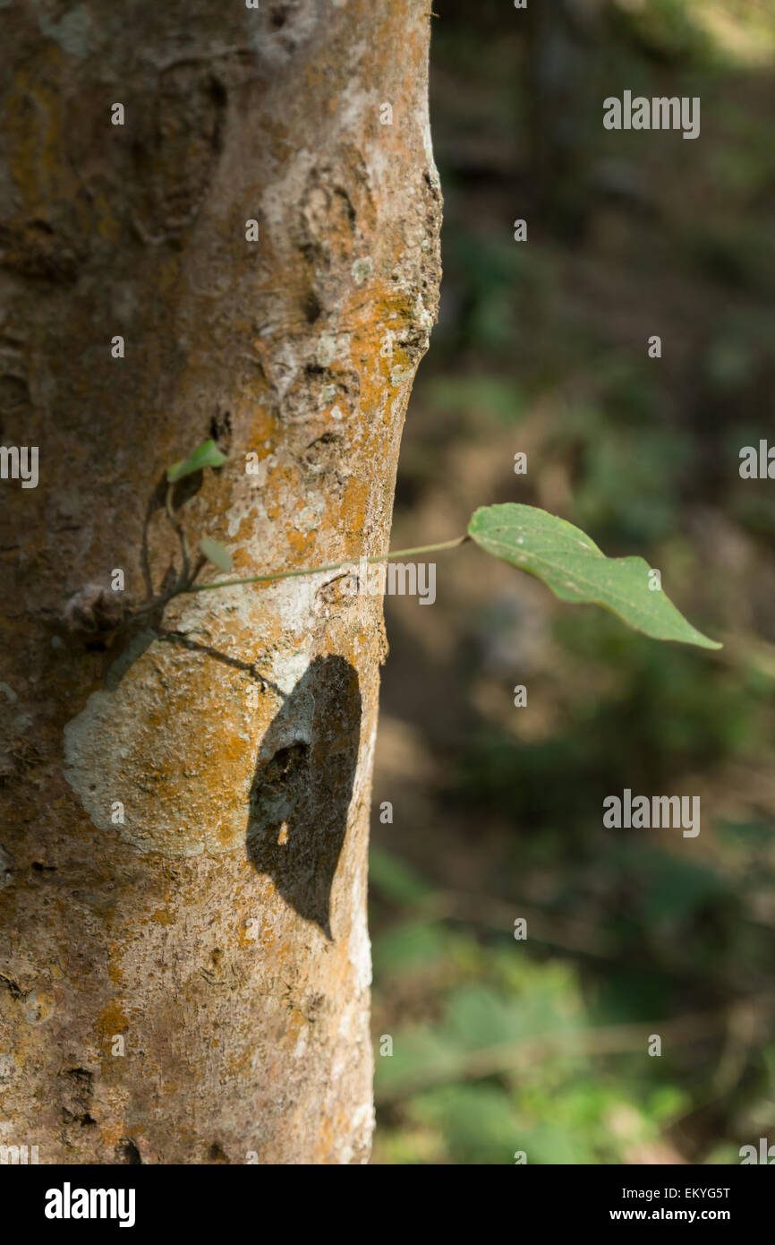 Jungle shadow hi-res stock photography and images - Alamy