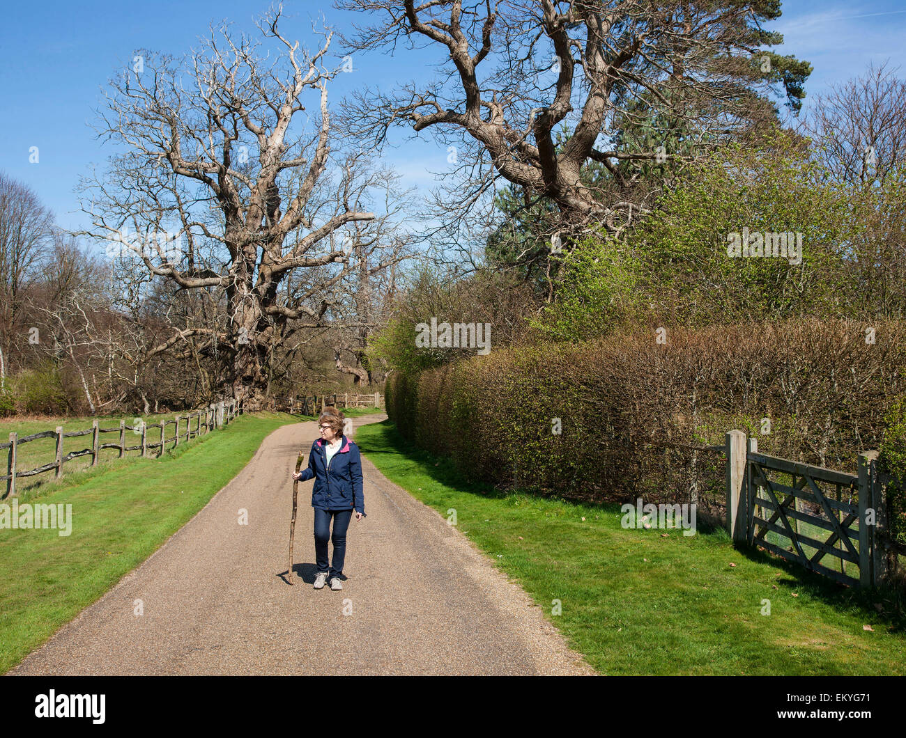 Lady of the sunshine hi-res stock photography and images - Alamy