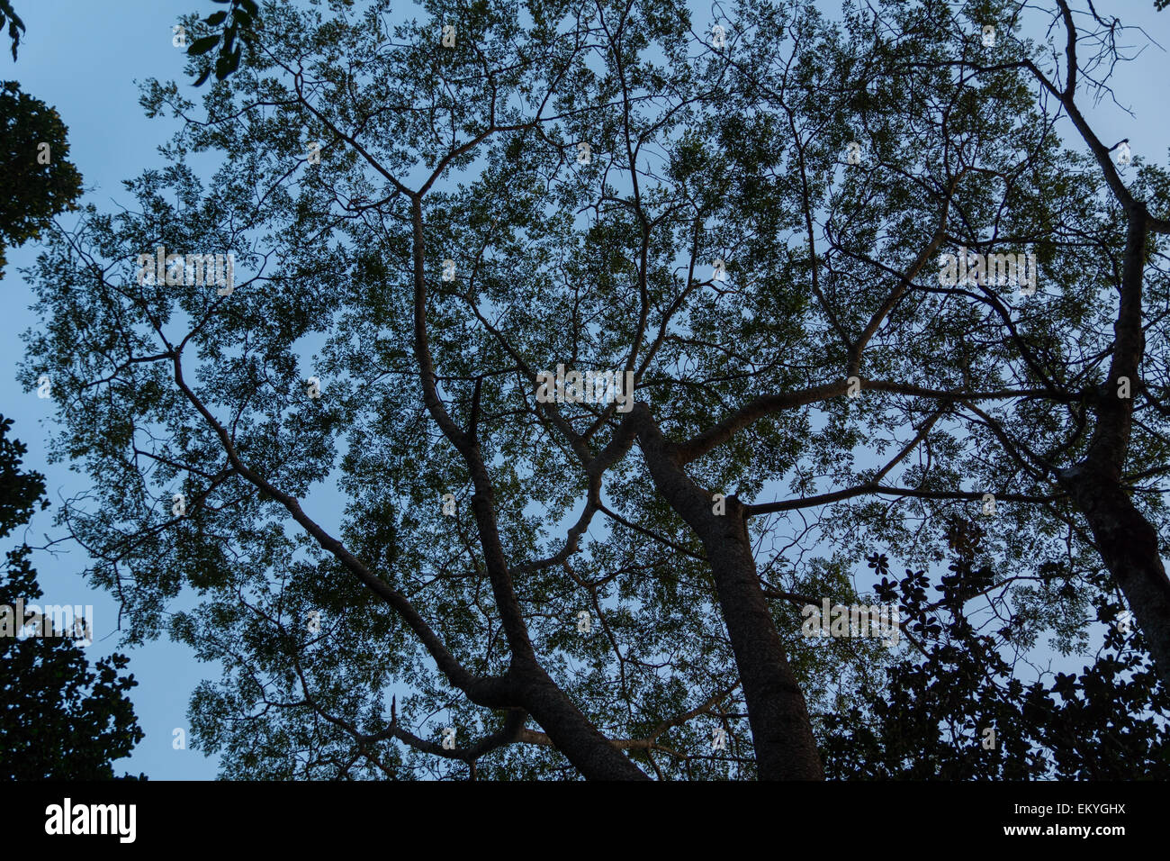Tree crown hi-res stock photography and images - Alamy