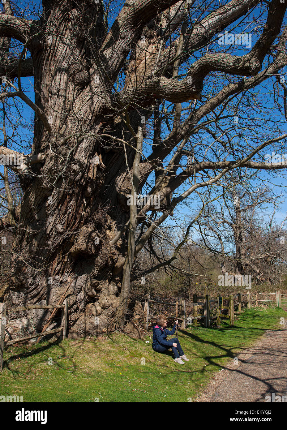 Mature lady sitting in Countryside in sunshine Stock Photo - Alamy