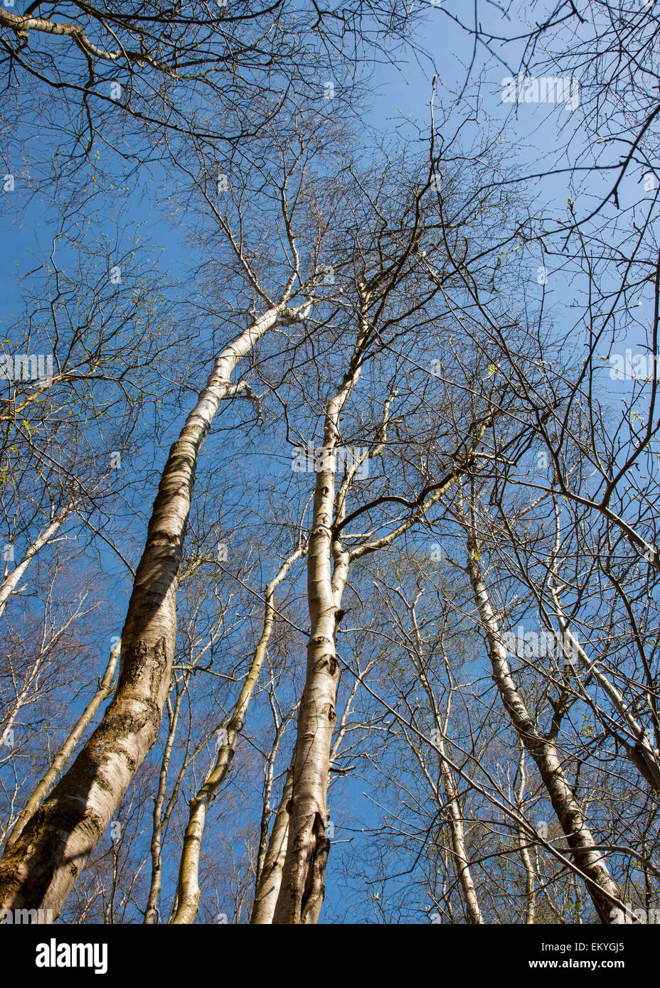 Silver Birch trees Stock Photo - Alamy