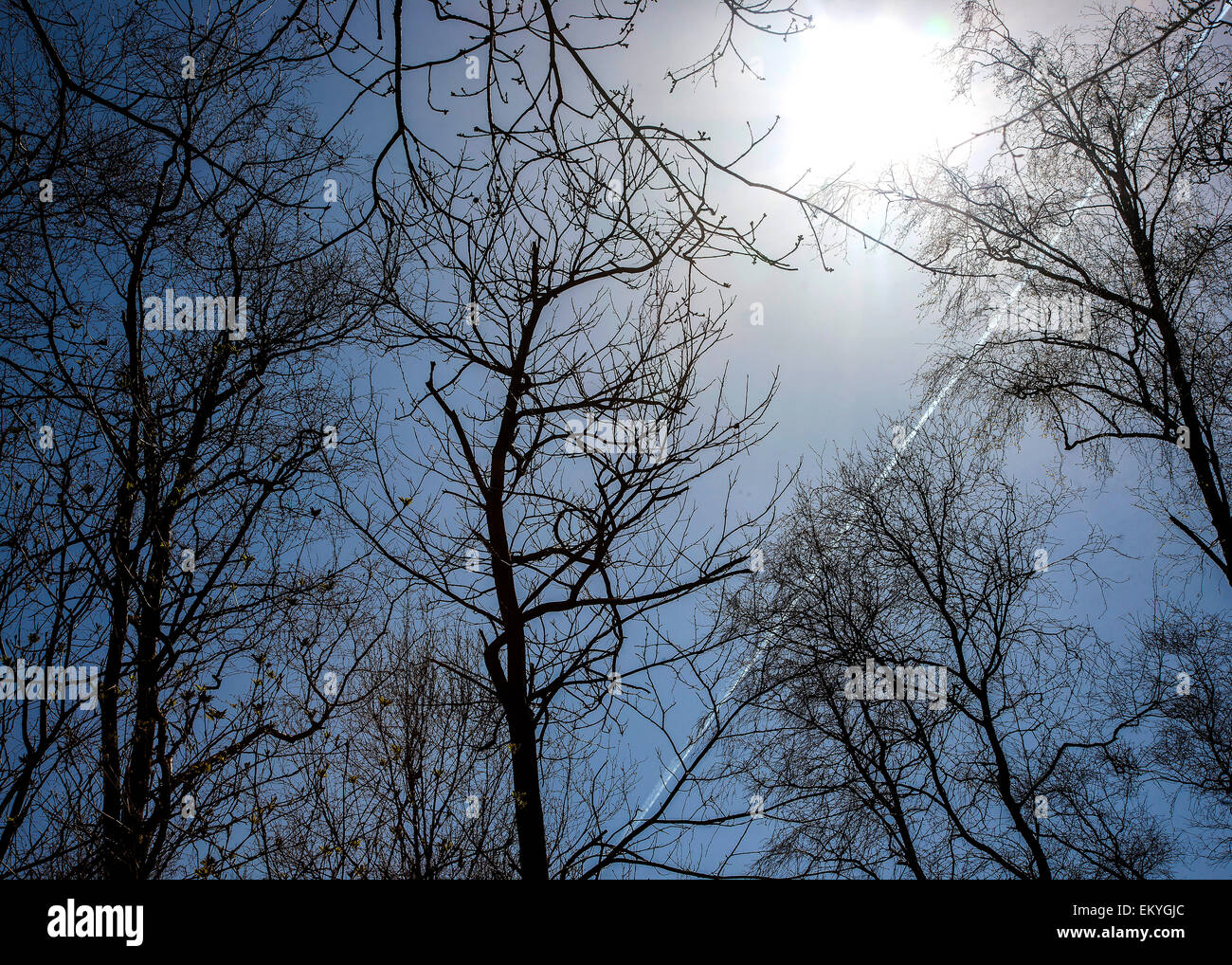 Silver Birch trees Stock Photo - Alamy
