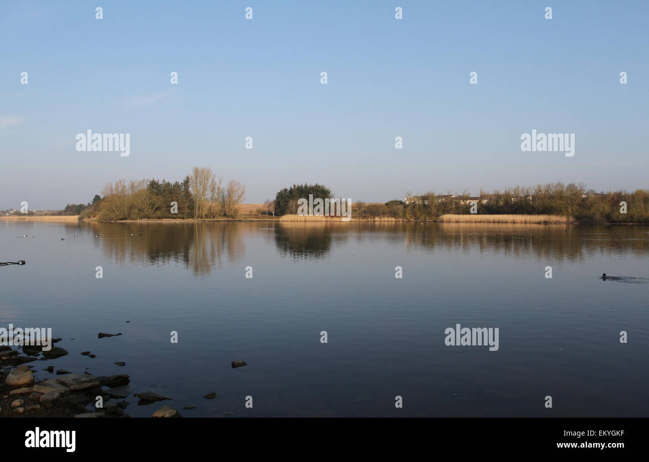 Forfar Loch High Resolution Stock Photography and Images - Alamy