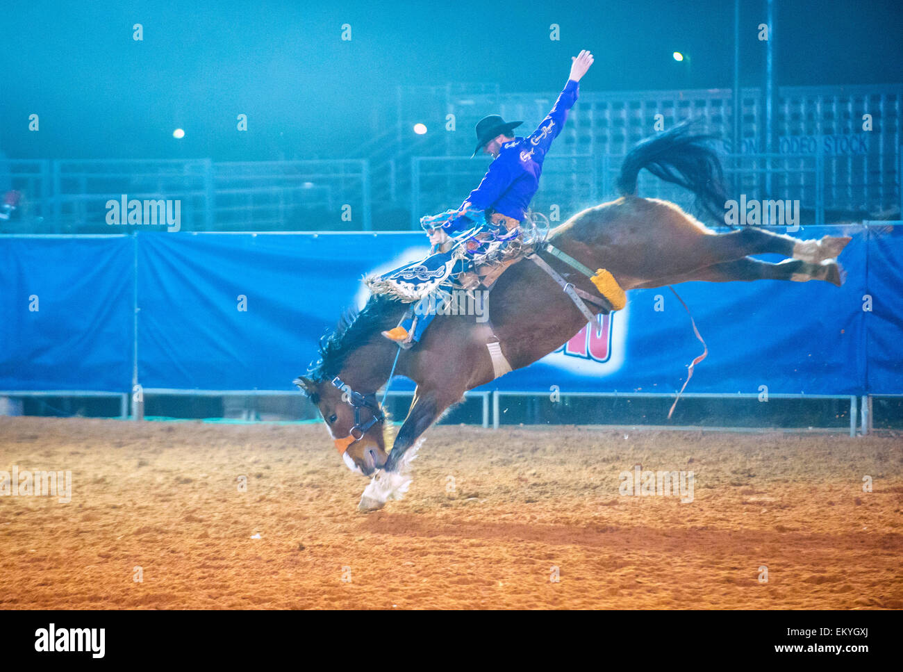 Cowboy Participating in a Bucking Horse Competition at the Clark County ...