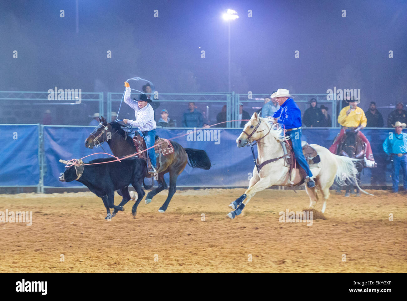 Montana cow ranch horse hi-res stock photography and images - Alamy