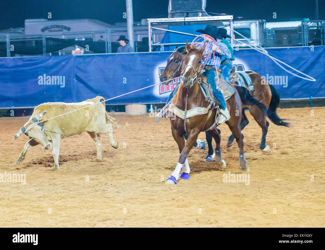 Cowboy Participating in a Calf roping Competition at the Clark County ...