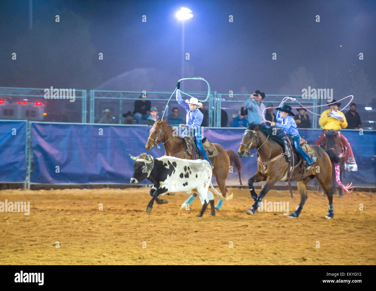 Cowboy Participating in a Calf roping Competition at the Clark County ...