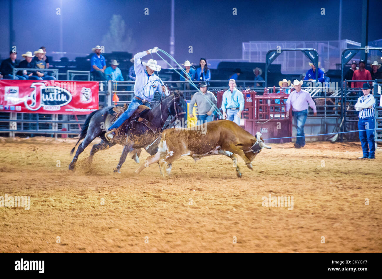 Cowboy Participating in a Calf roping Competition at the Clark County ...