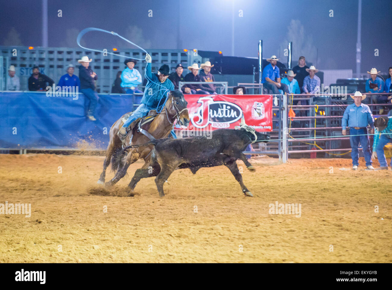 Cowboy Participating in a Calf roping Competition at the Clark County ...