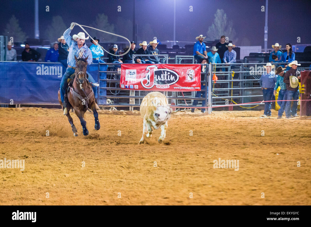 Cowboy Participating in a Calf roping Competition at the Clark County ...