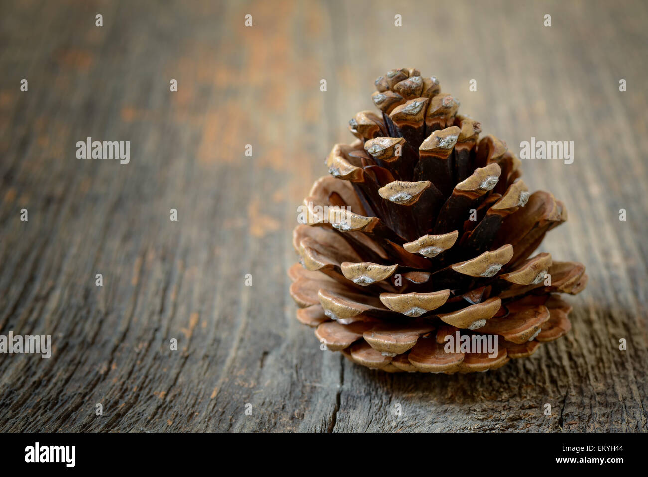 Fir cone hi-res stock photography and images - Alamy
