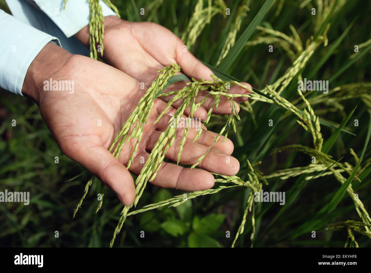 A woman inspects the seed heads of the rice plant; Kouk Duong Village ...