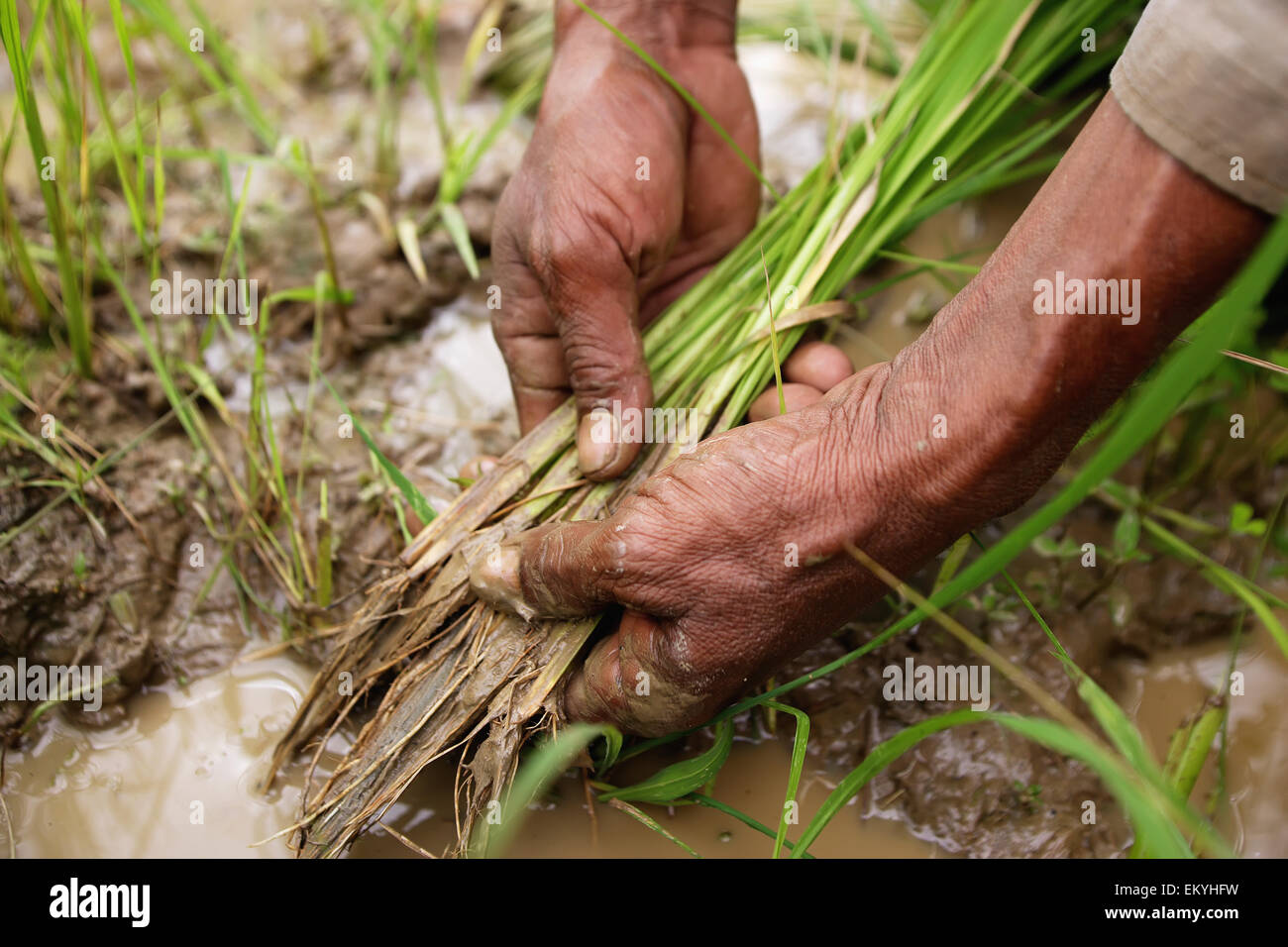 Pulling rice seedlings; Kouk Duong Village, Battambang Province ...