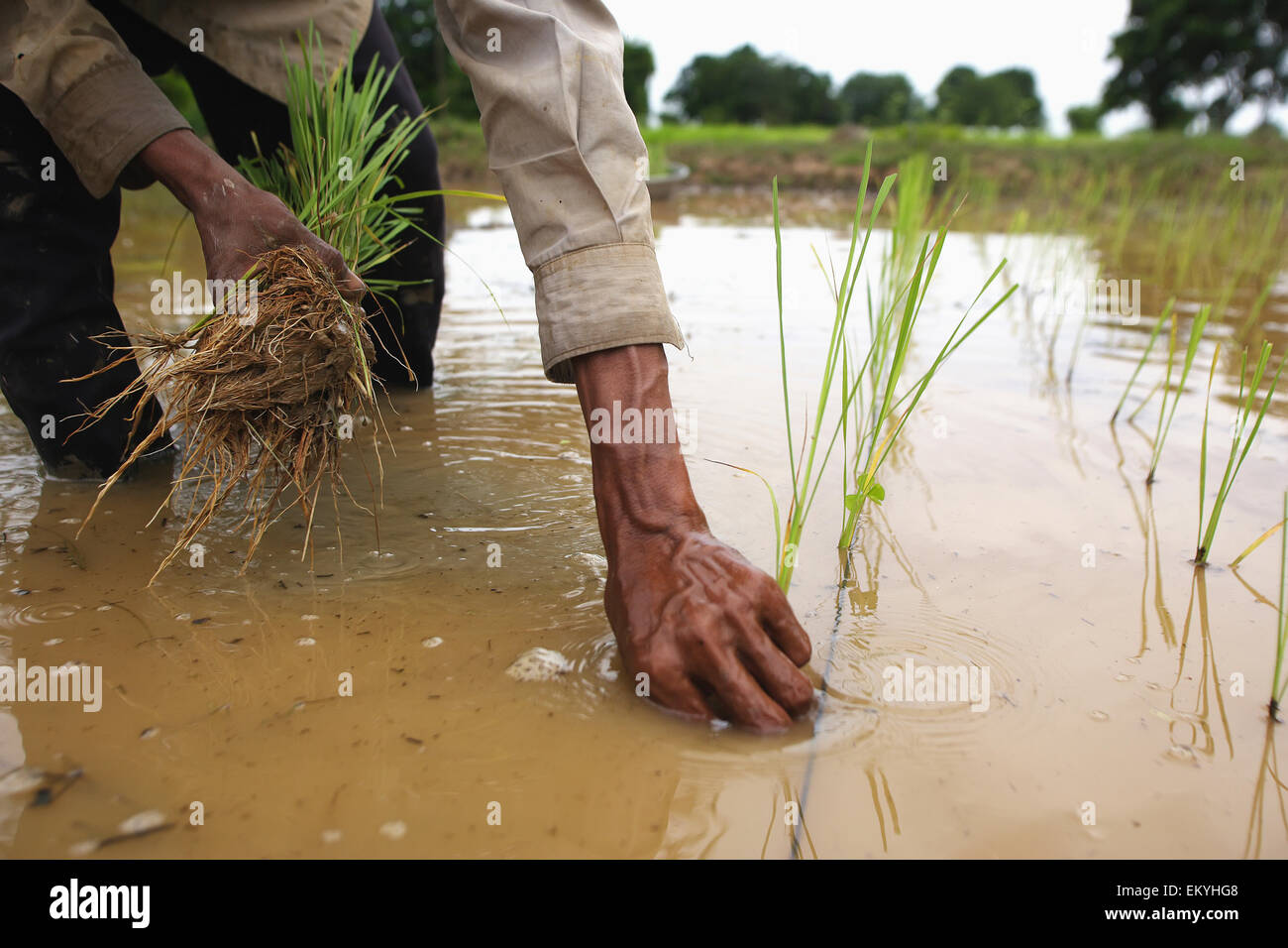 Planting rice seedlings in a field; Kouk Duong Village, Battambang ...