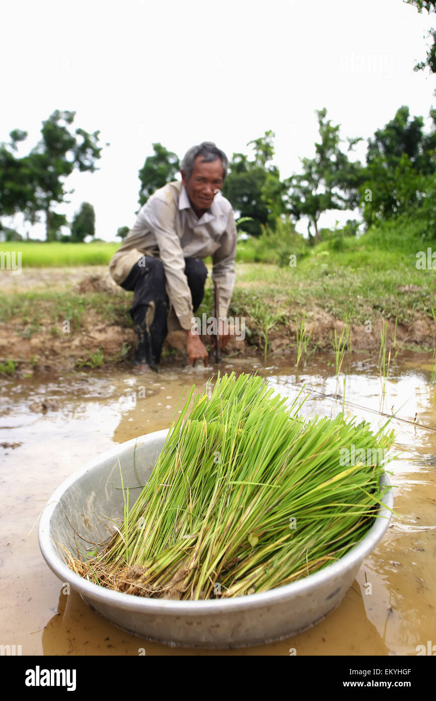 Planting rice seedlings in a field; Kouk Duong Village, Battambang ...