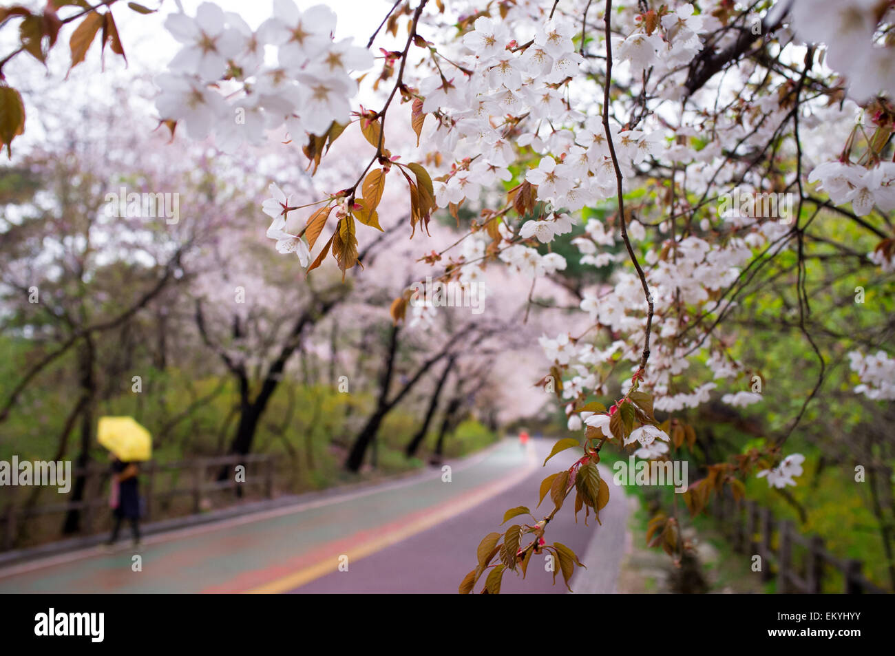 Cherry Blossoms in the rain on Nam Mountain in Seoul, South Korea Stock Photo - Alamy