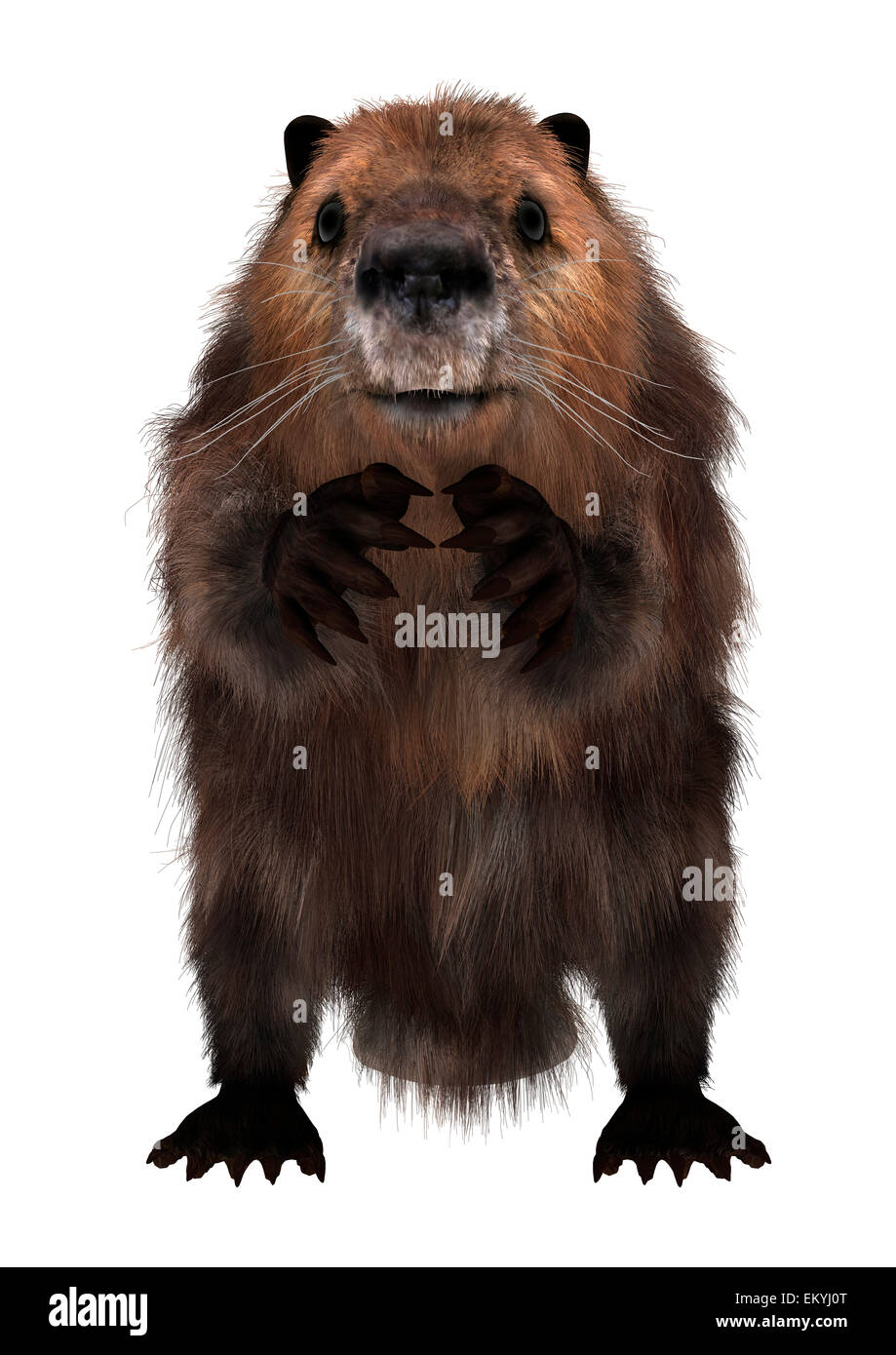 3D digital render of a cute beaver isolated on white background Stock ...