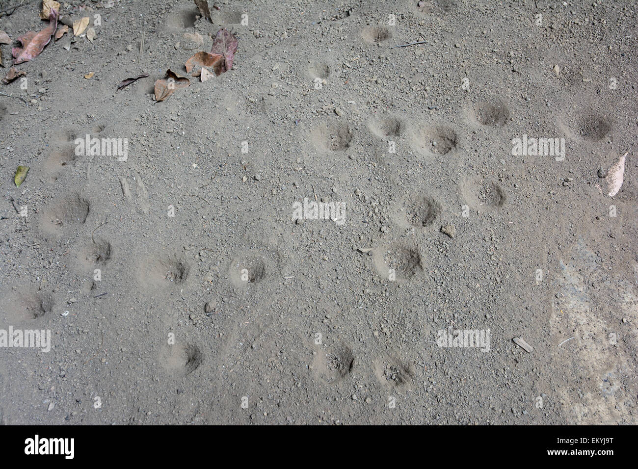 Antlion larva hi-res stock photography and images - Alamy