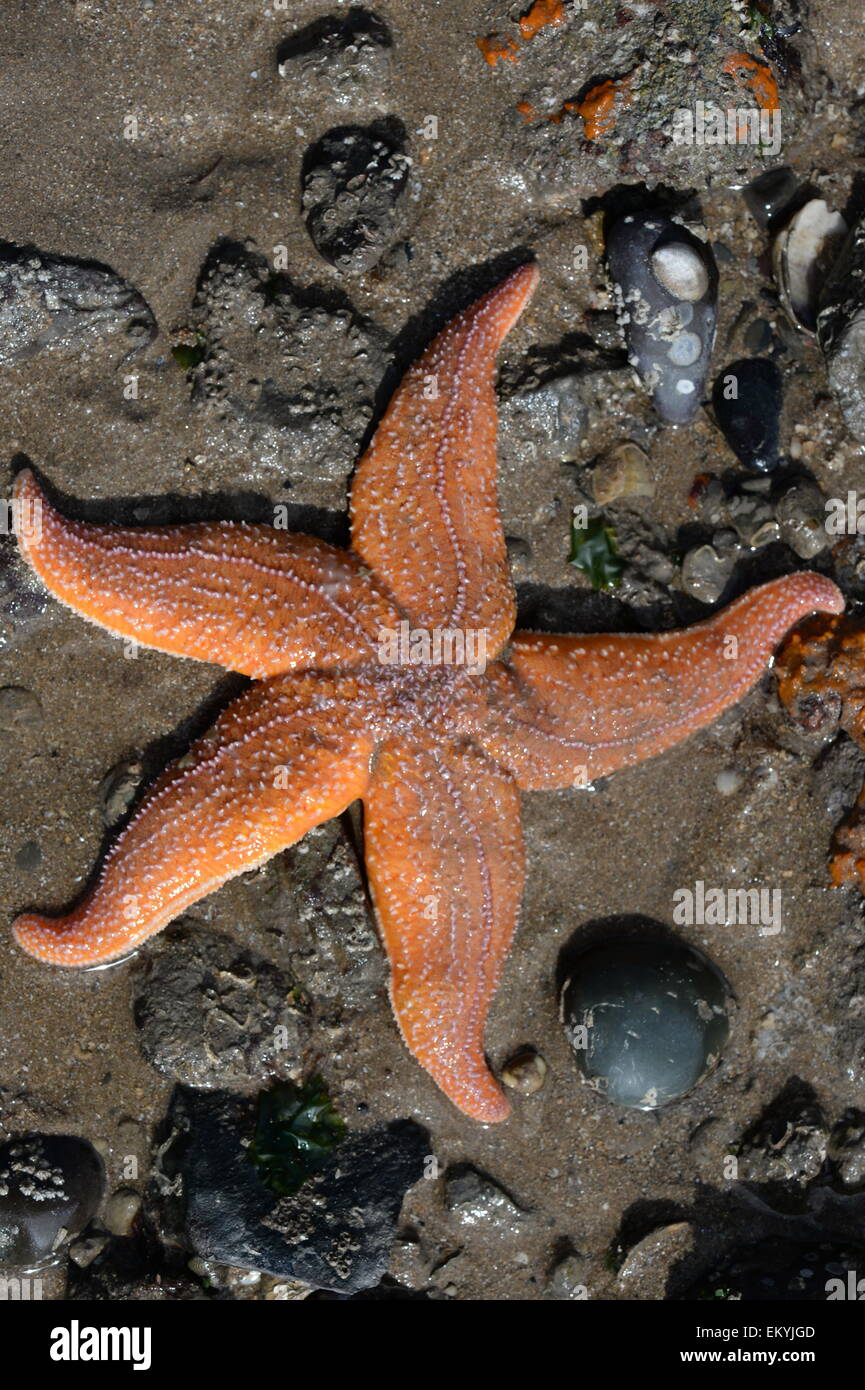 common starfish -(Asterias rubens) on beach stranded by the tide Stock ...