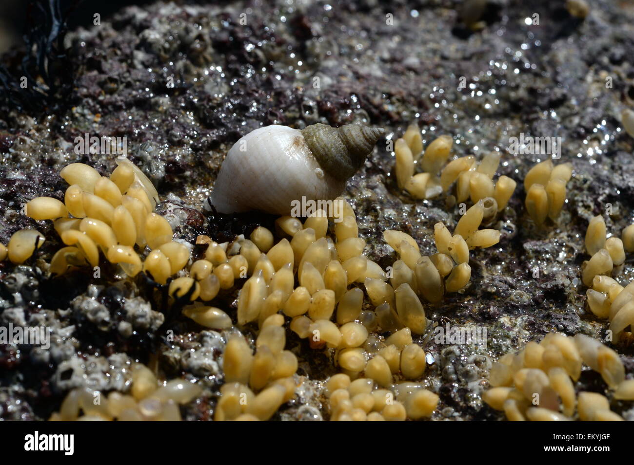 Dog Whelk Nucella lapillus shell and eggs Stock Photo - Alamy