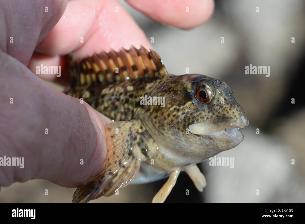 The Common Blenny (Lipophys pholis Stock Photo - Alamy