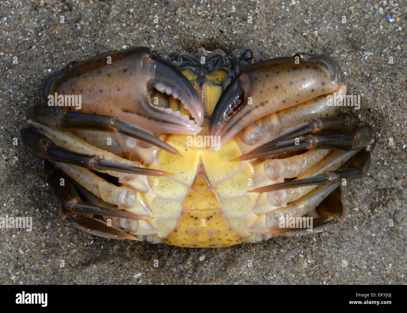 common shore crab Carcinus maenas showing underside Stock Photo - Alamy