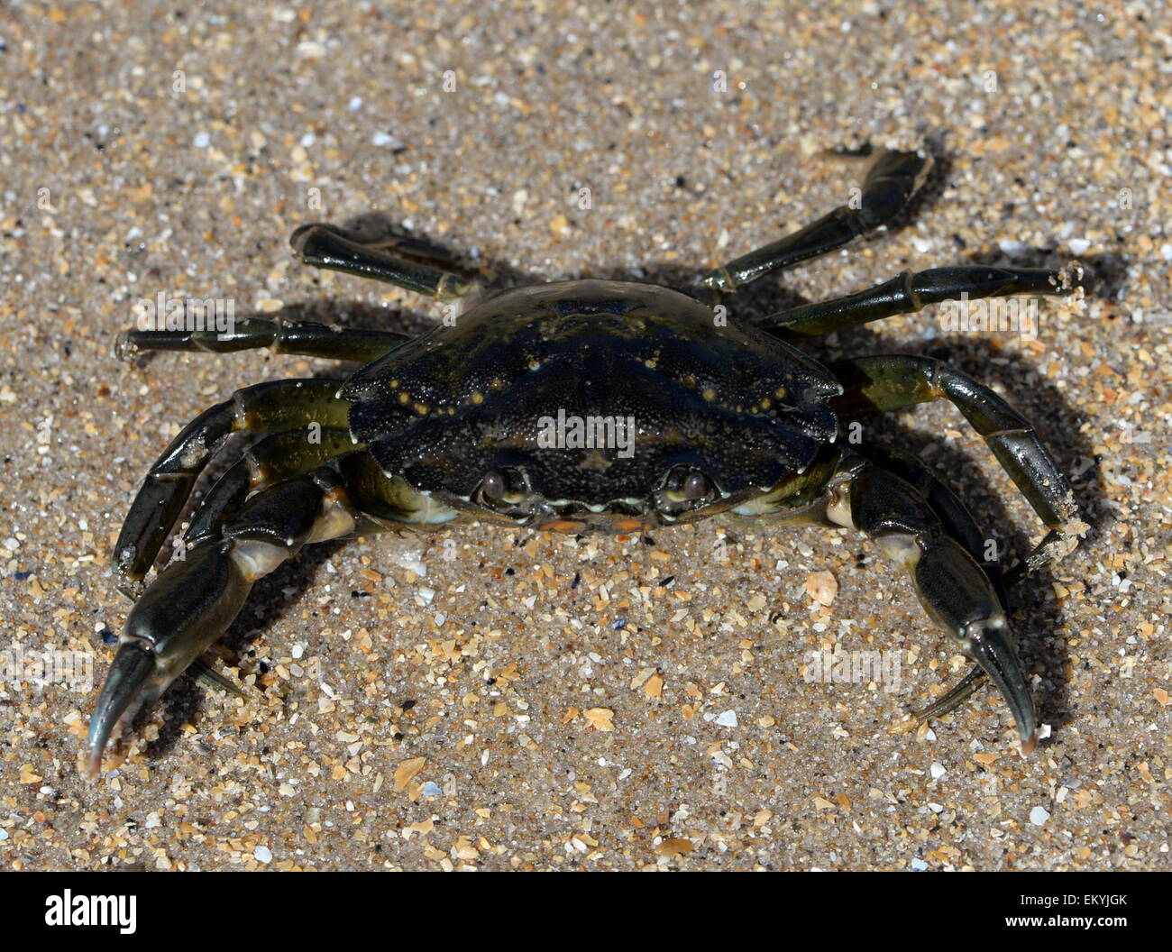common shore crab Carcinus maenas Stock Photo - Alamy