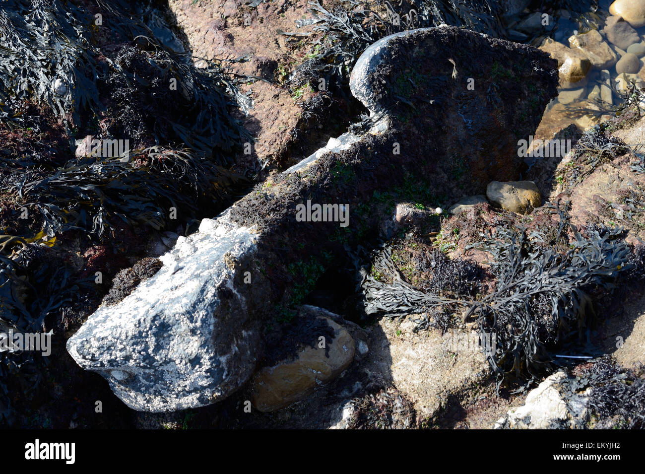 Fifty point beach hi-res stock photography and images - Alamy