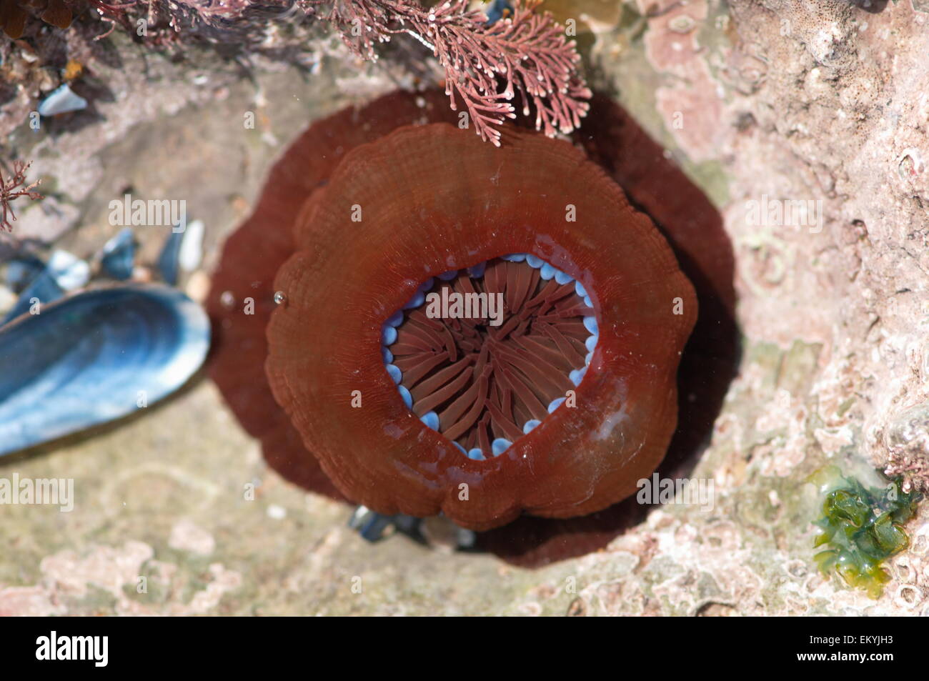 Rock pool wildlife hi-res stock photography and images - Alamy