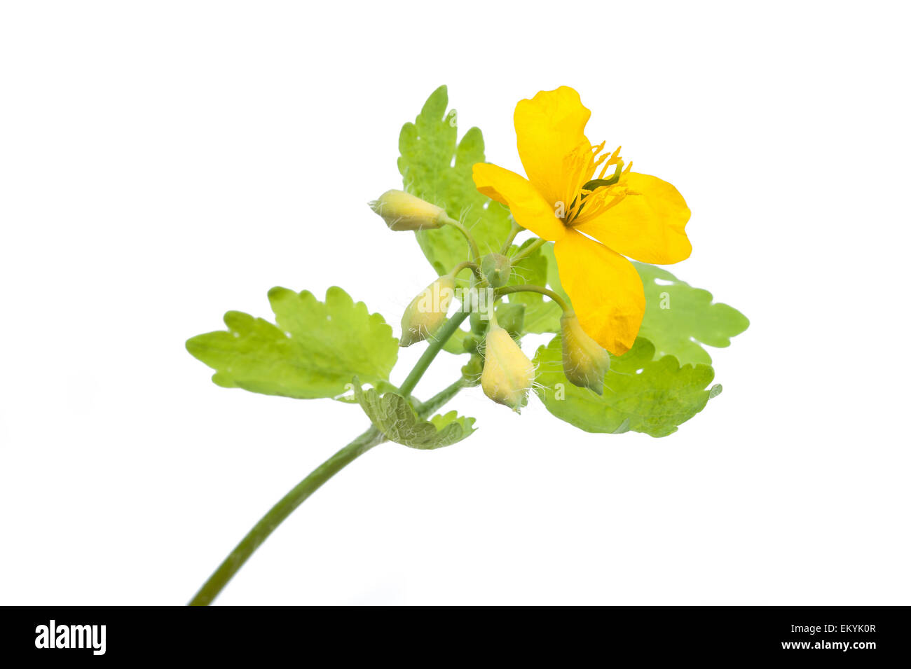 greater celandine isolated on white background Stock Photo - Alamy