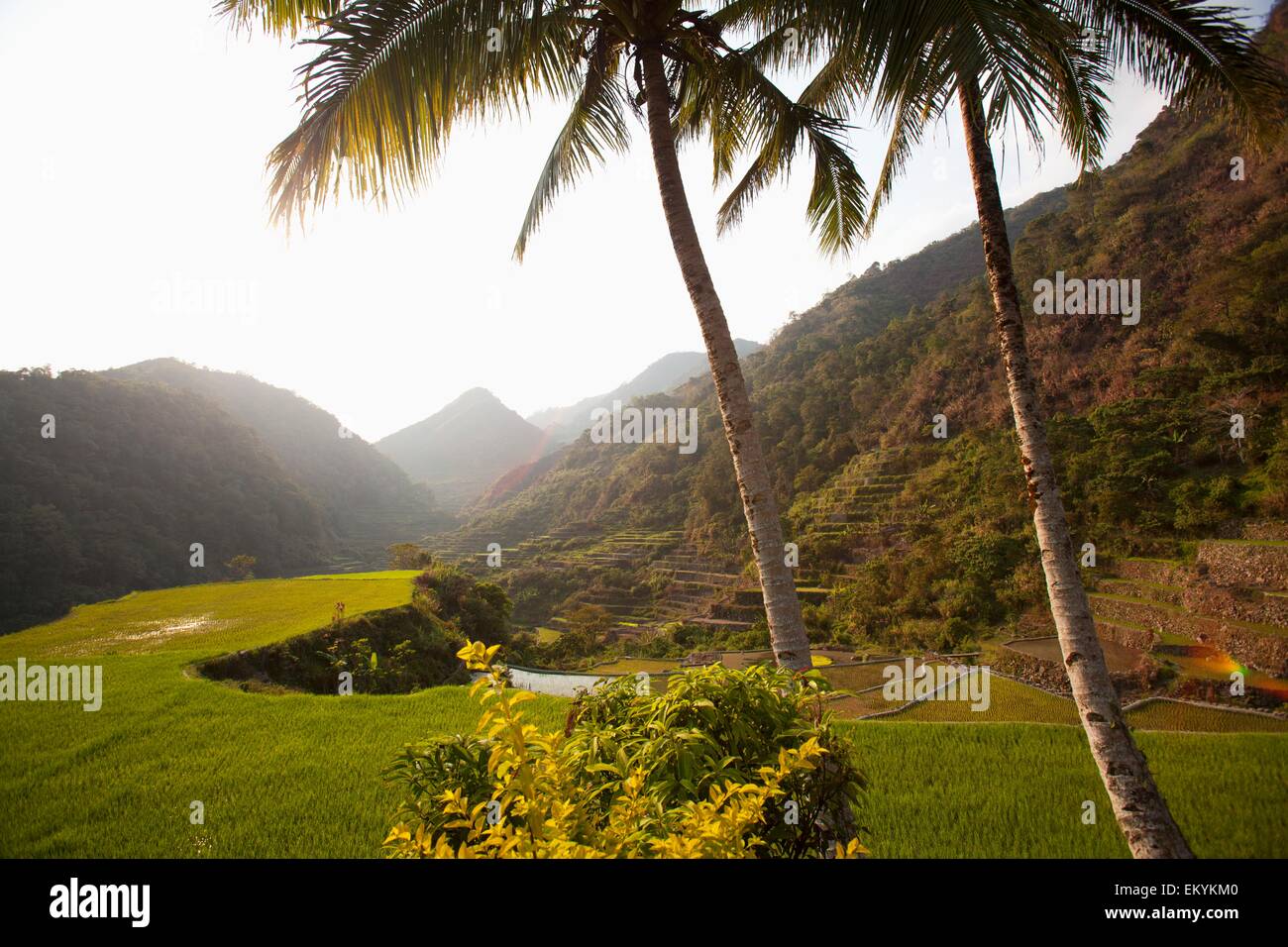 Rice Terraces; Bangaan, North Luzon, Philippines Stock Photo - Alamy