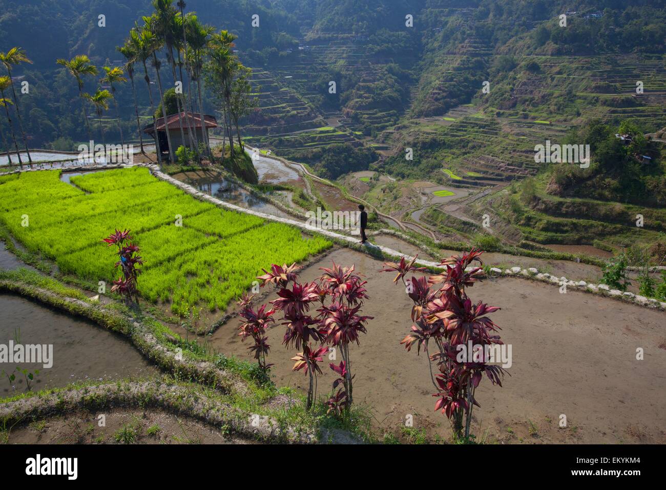 A Boy Walks Through Rice Terraces; Banaue, North Luzon, Philippines ...