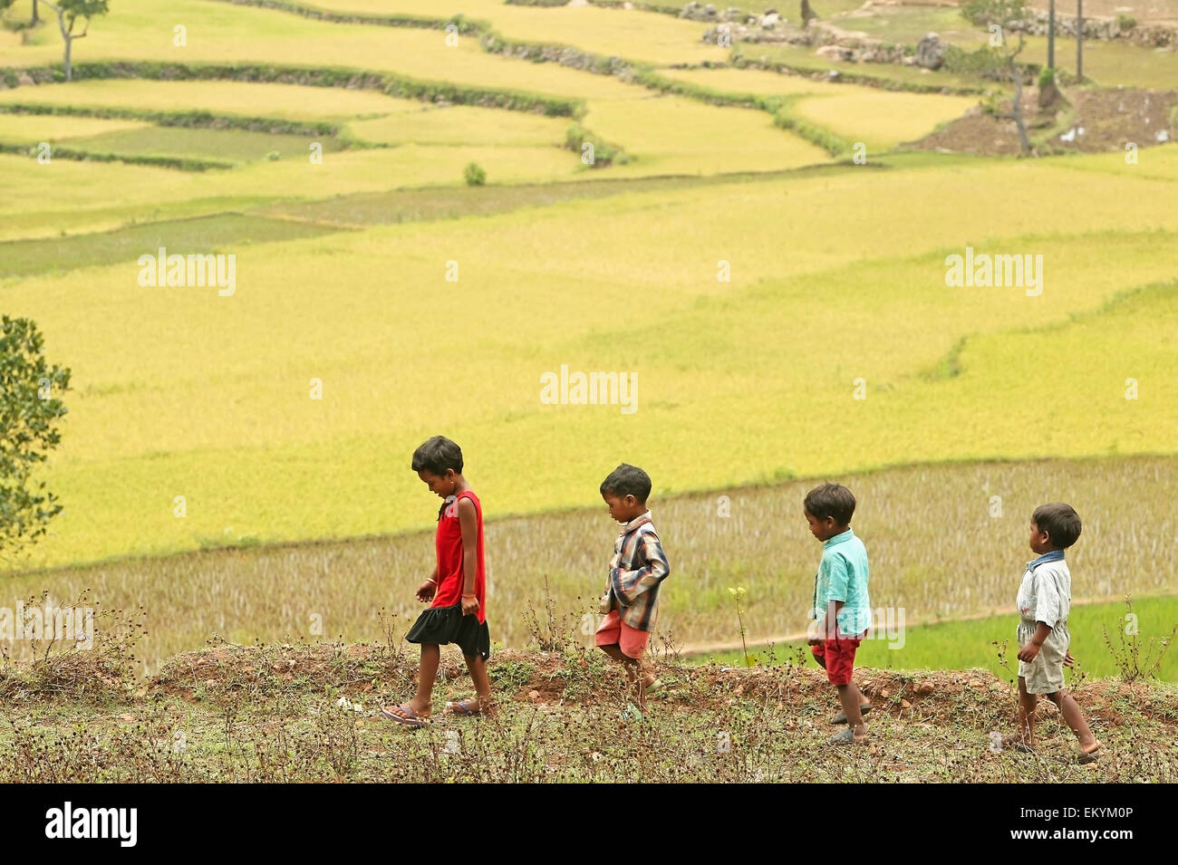 A group of children play in the unnused paddy fields close to the ...