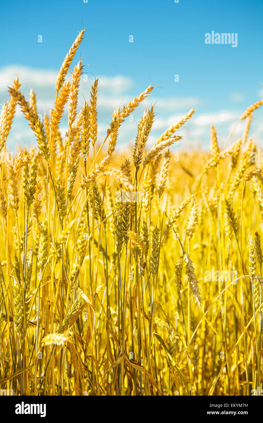 wheat close up Stock Photo - Alamy