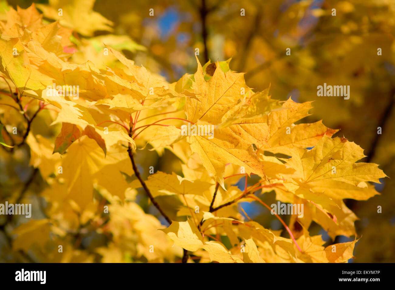 background of autumn foliage Stock Photo - Alamy