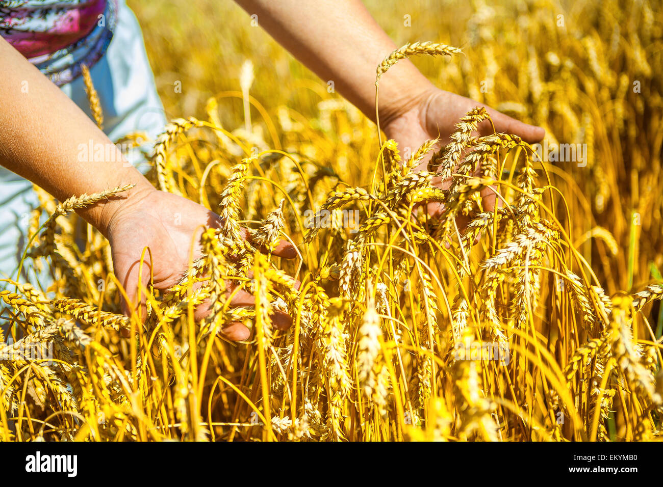 hands holding plants of wheat Stock Photo - Alamy