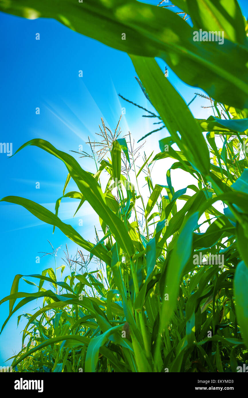 plants of corn close up Stock Photo - Alamy
