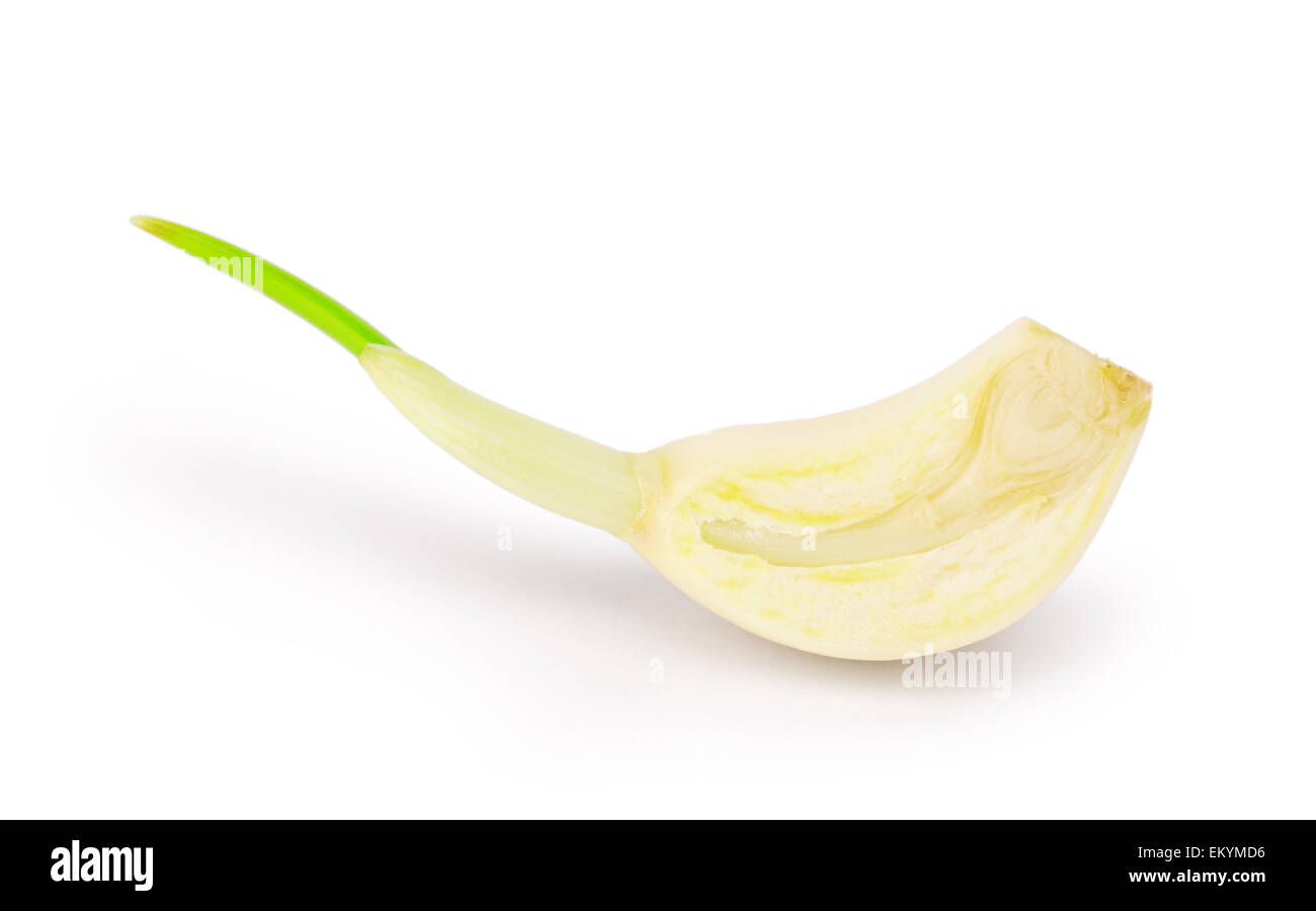 Section part garlic Cut Out Stock Images & Pictures - Alamy